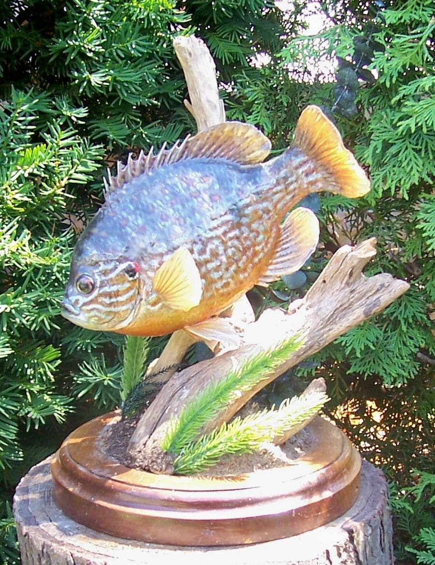 Sunfish